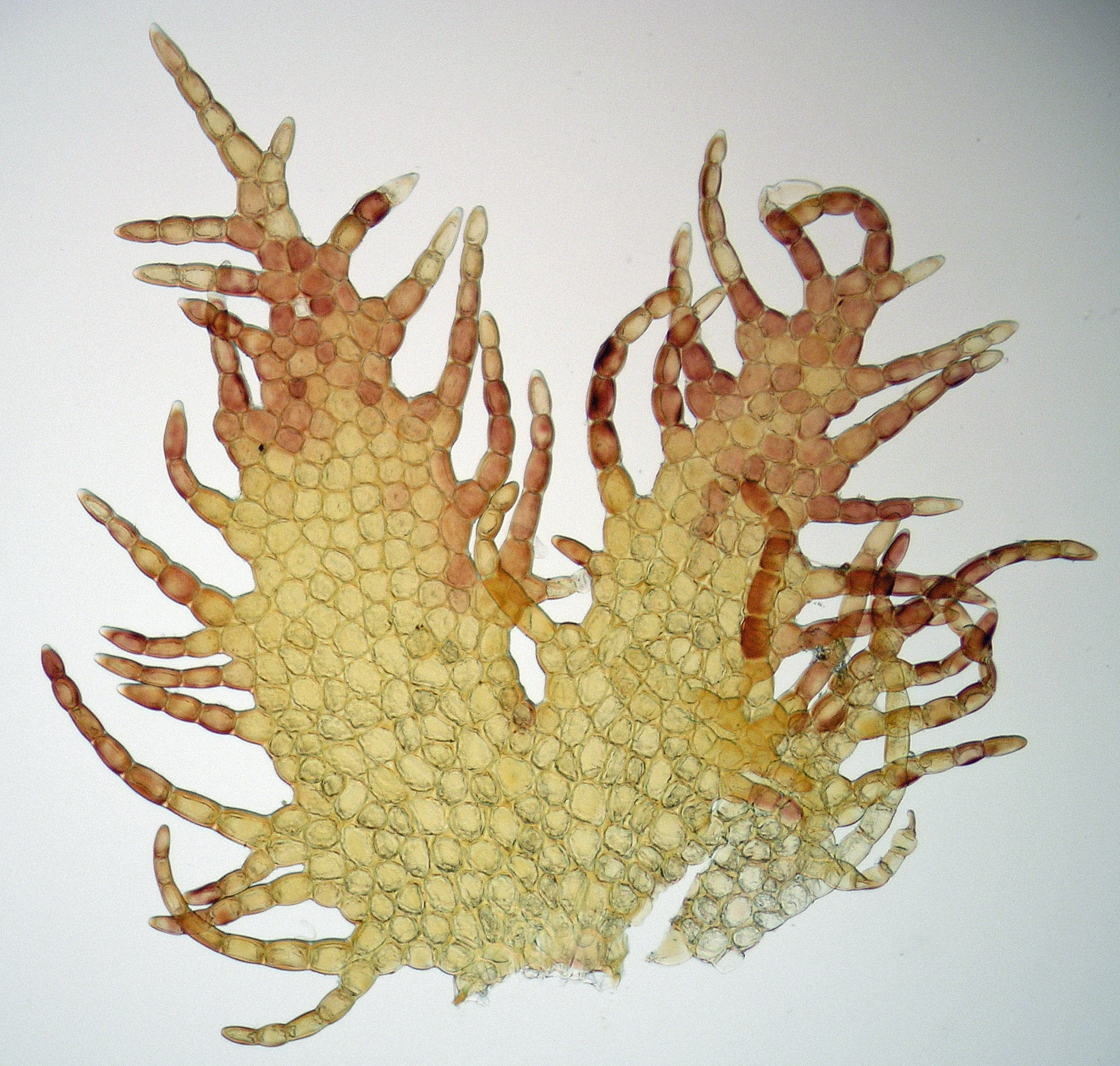 Moos und Flechte des Jahres - Bryologisch-lichenologische ...