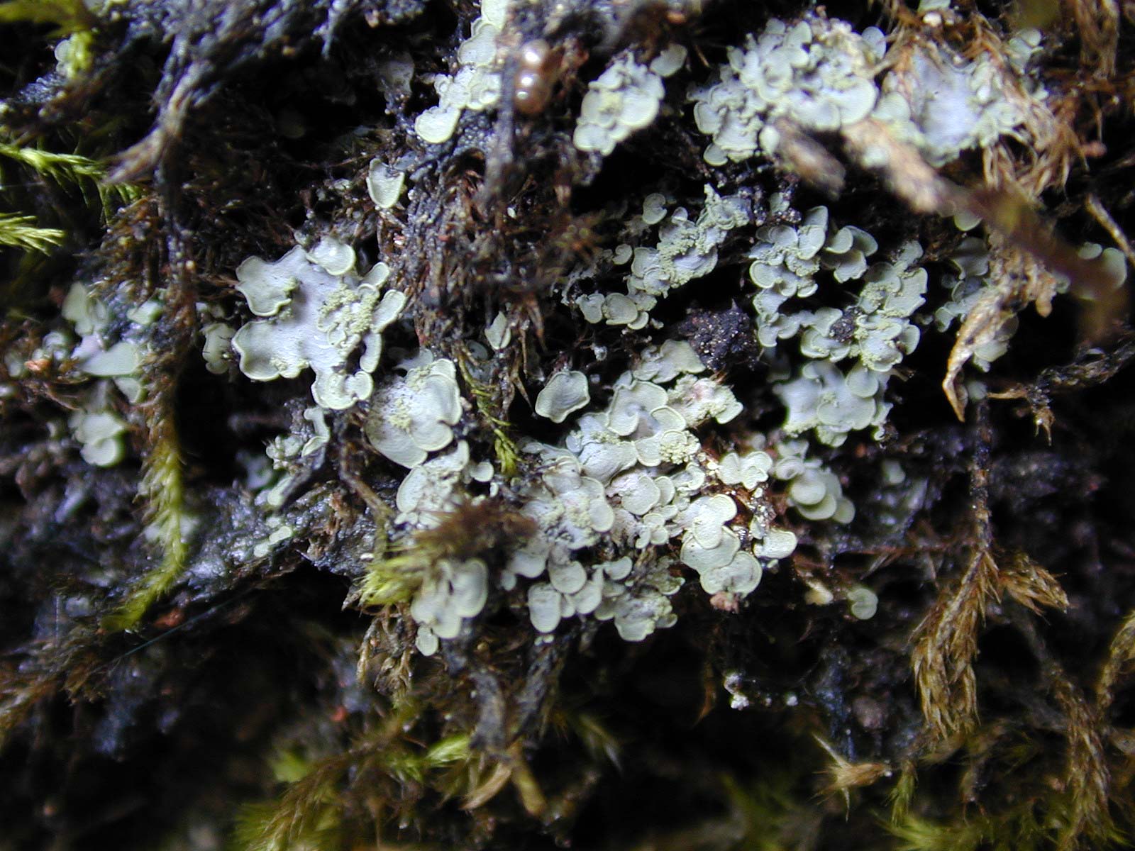 Moos und Flechte des Jahres 2024 II-III (Flechte) - Bryologisch ...
